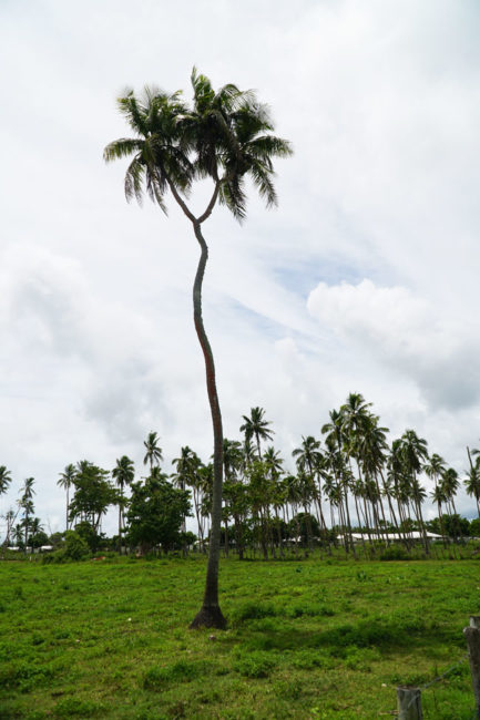 Day 55, Nukuʻalofa, Tonga - The Inside Cabin - Exploring the world from ...